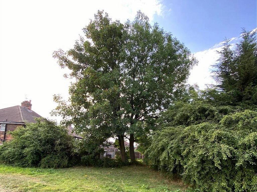 Springfield Tree Services Are Local Tree Surgeons